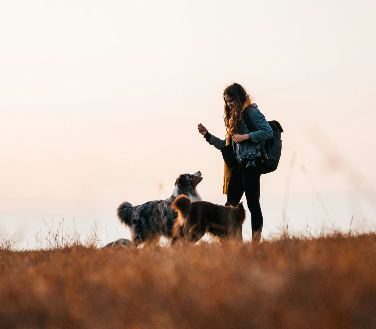 Home - The Dog Gurus