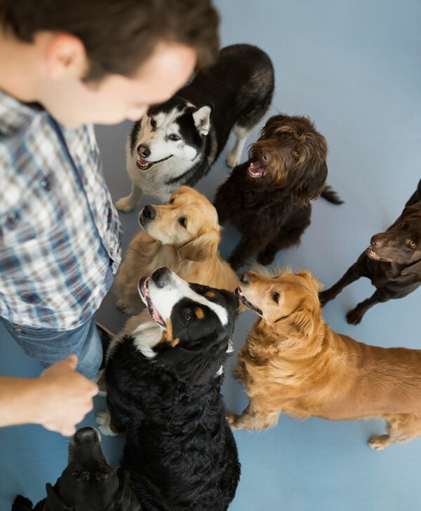 Train Your Staff - The Dog Gurus